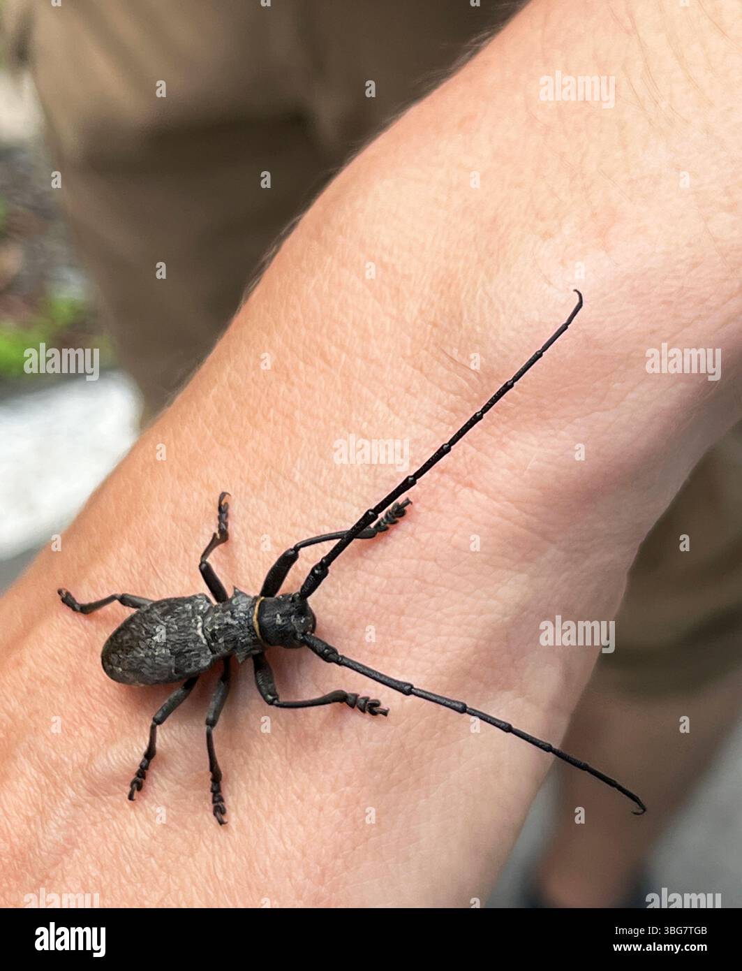 large black longhorn beetle Monochamus sartor with elongated antennae ...