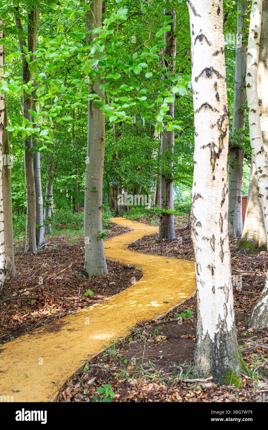 Pretty manmade pathway forming a zigzag through a UK woodland; the path ...