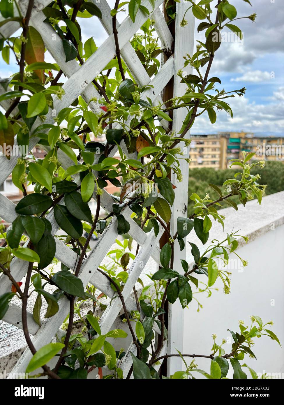 Star jasmine white flowers blooming in a balcony. Rhynchospermum ...