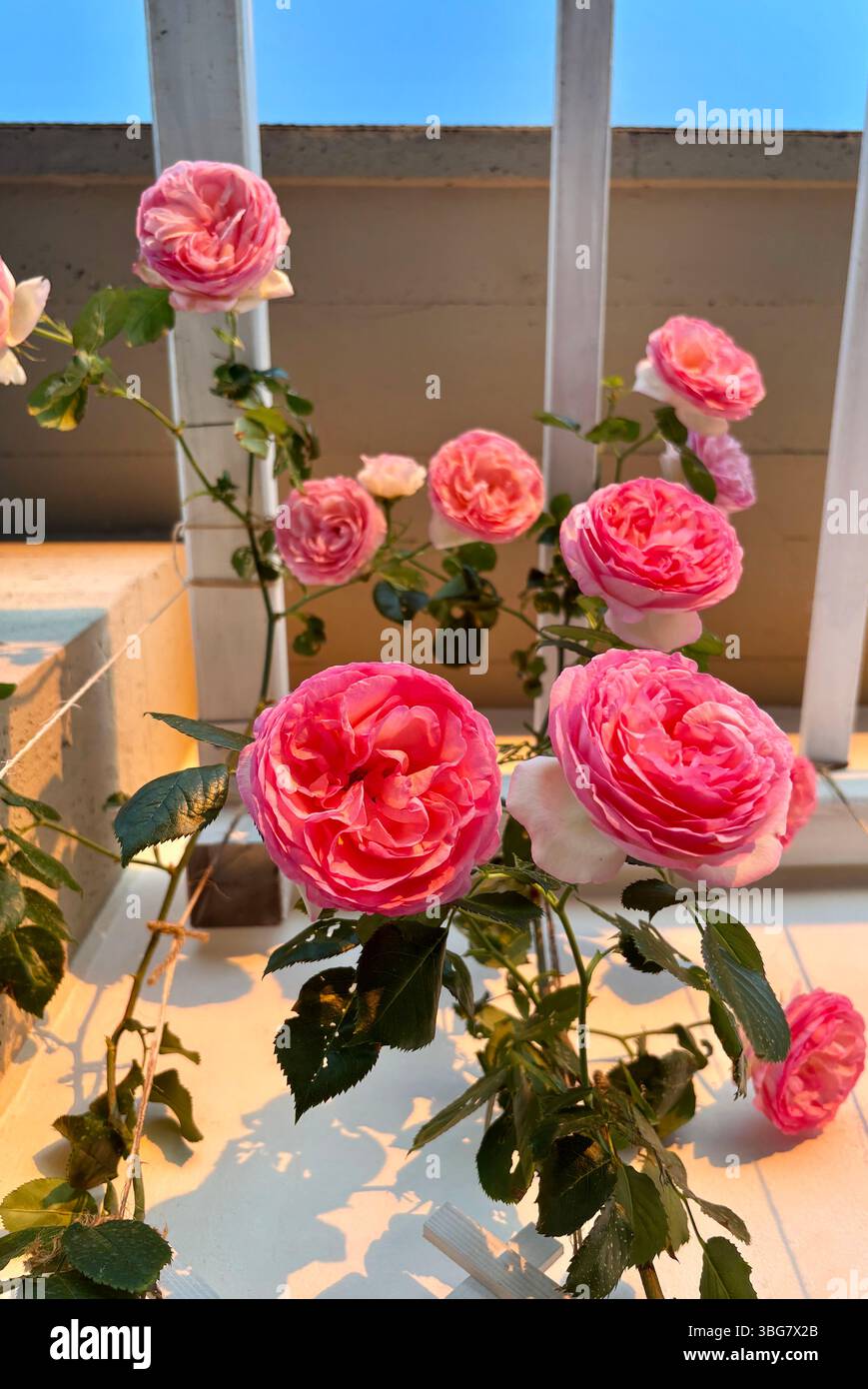 Beautiful climbing rose light pink and white Pierre De Ronsard blooming ...