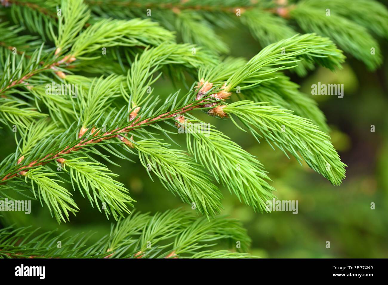 Branches spruce tree with young new shoots on a natural green ...