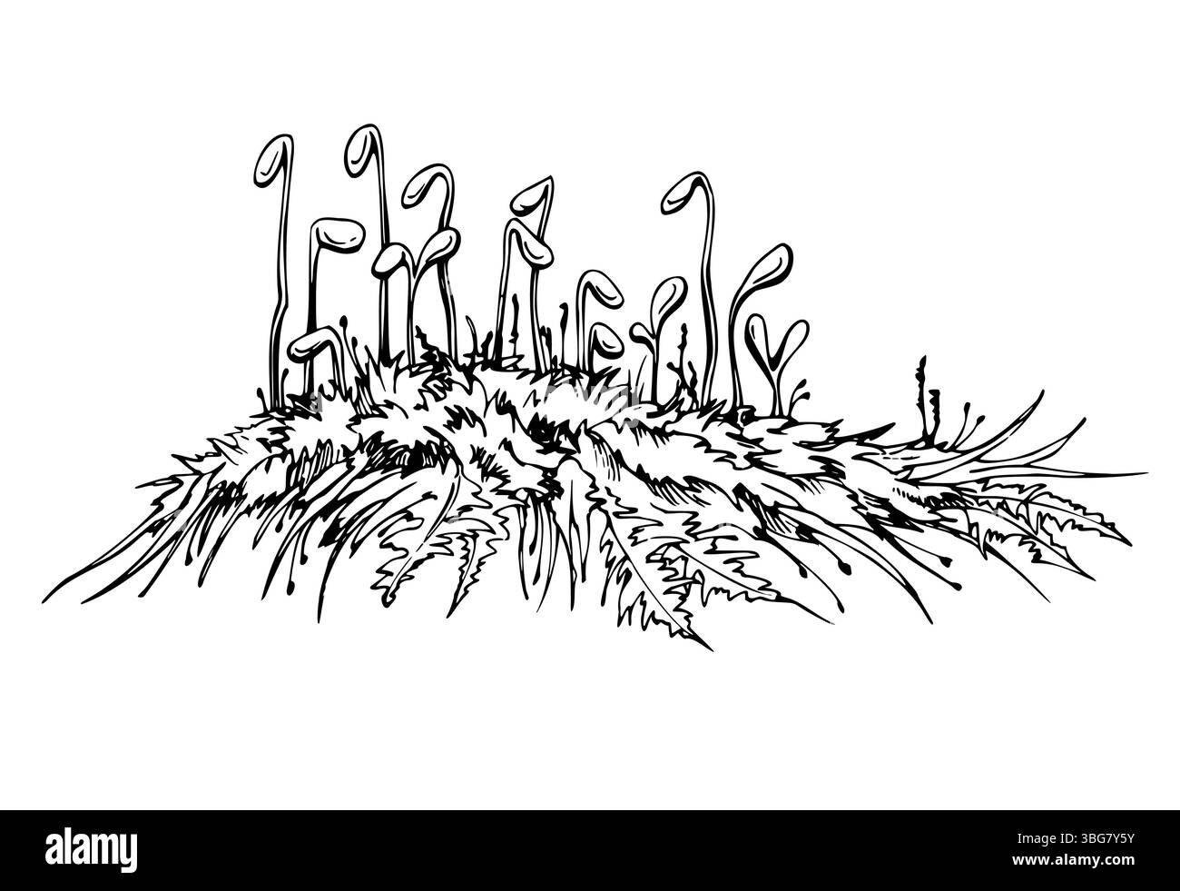 Hornwort moss Black and White Stock Photos & Images - Alamy