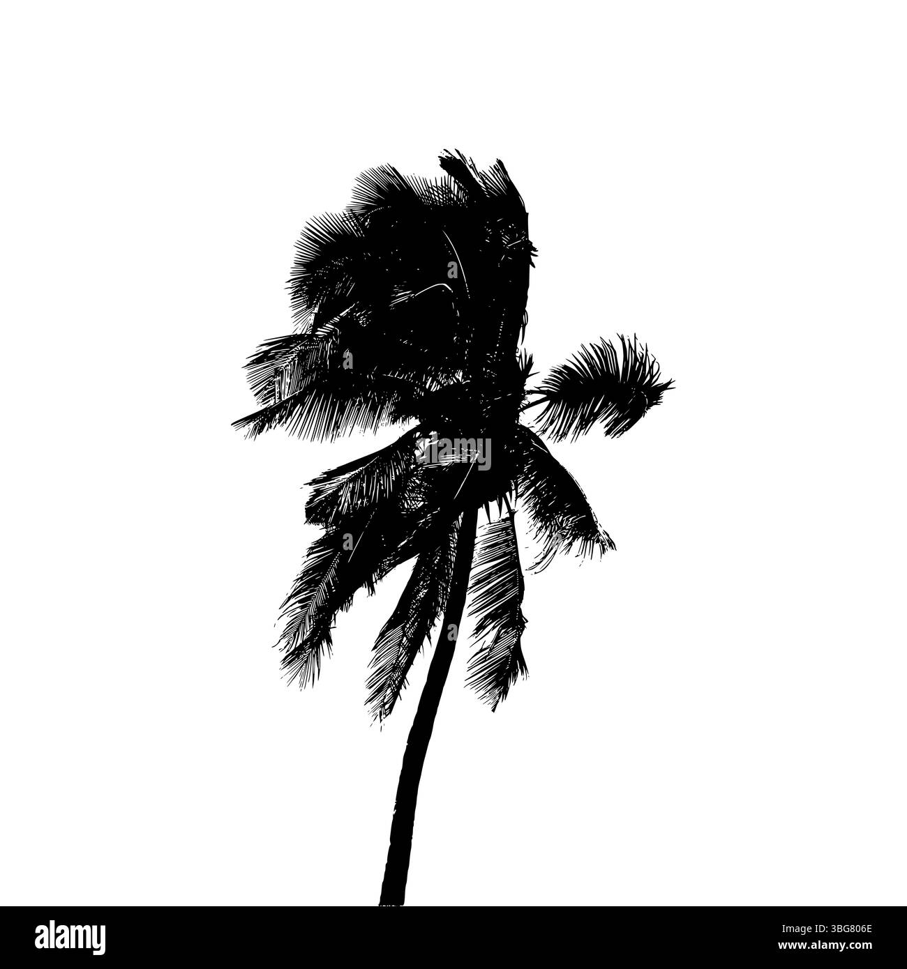Isolated palm tree silhouette. Black graphics isolated on white ...