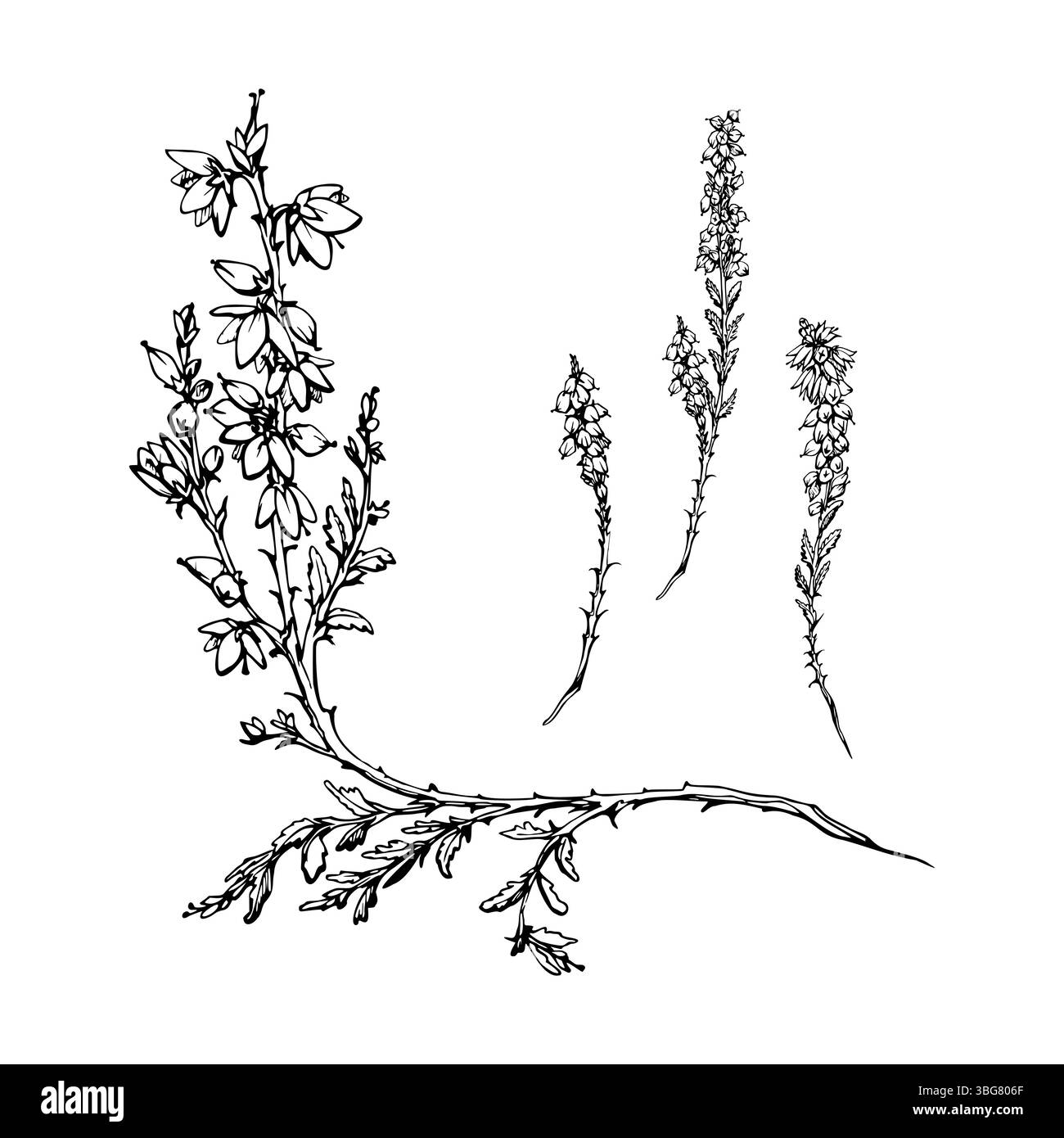 Heather ling erica calluna flower. Heathland moorland evergreen shrub ...