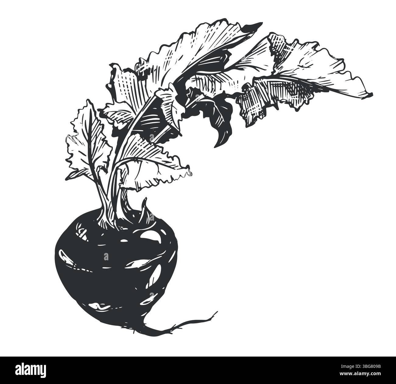 Vector hand drawn illustration of kohlrabi. Healthy vegetable in ...