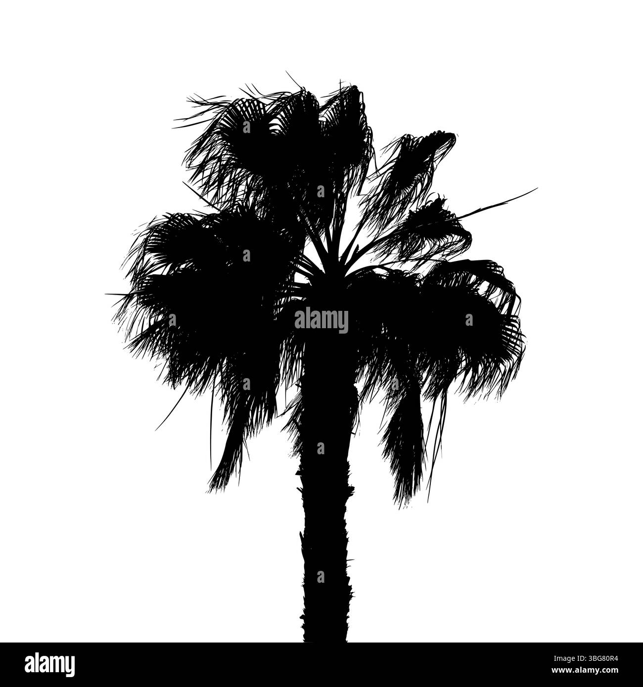 Palm tree black silhouette isolated on white background. Realistic palm ...