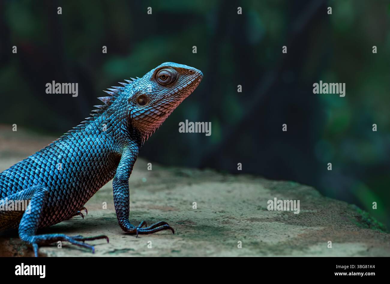 Close-up of an oriental garden lizard Calotes versicolor in tropical ...