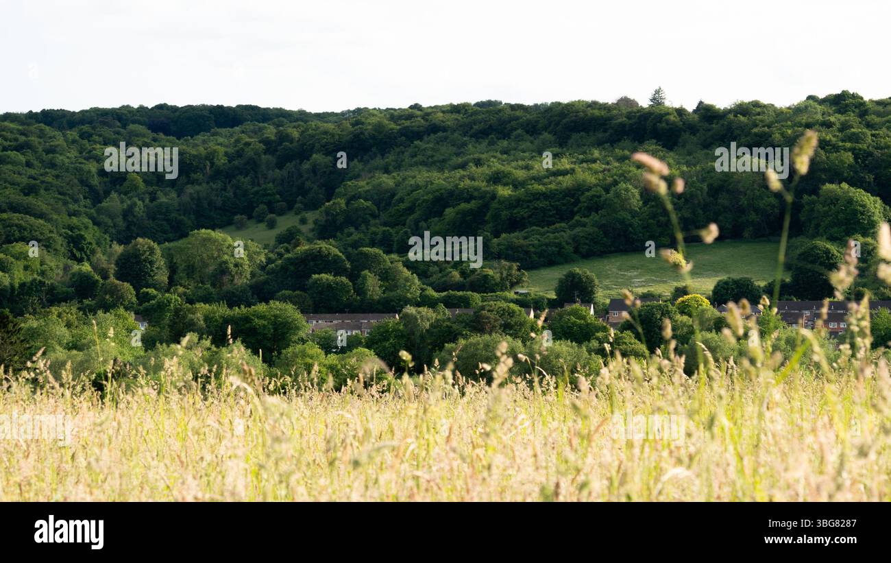 Serene British Farmland with Undulating Meadows Stock Photo - Alamy