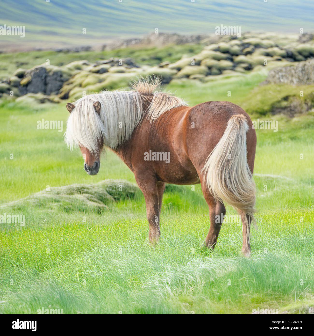Rear view back horse hi-res stock photography and images - Alamy