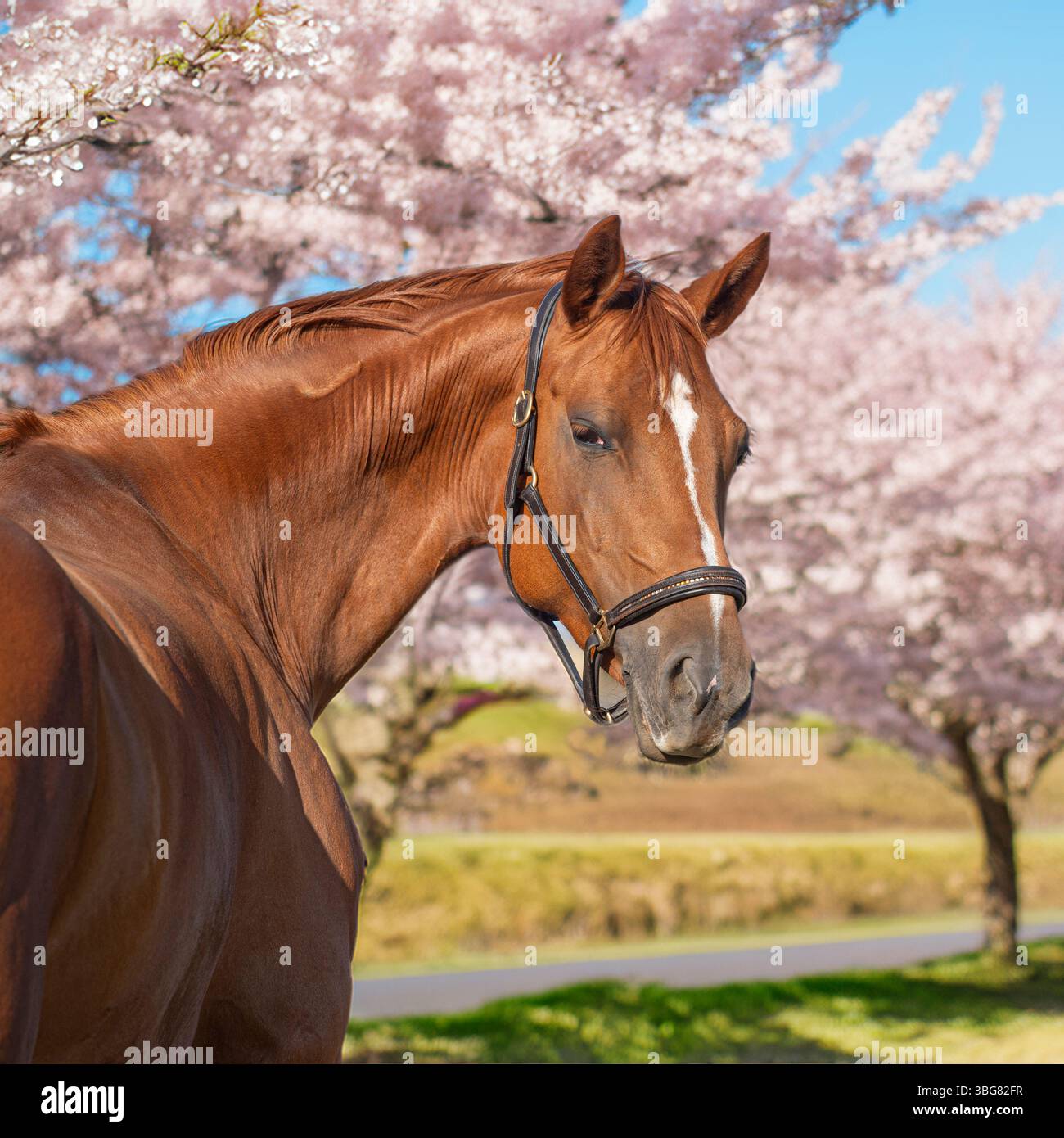 chestnut horse in cherry blossom Stock Photo - Alamy