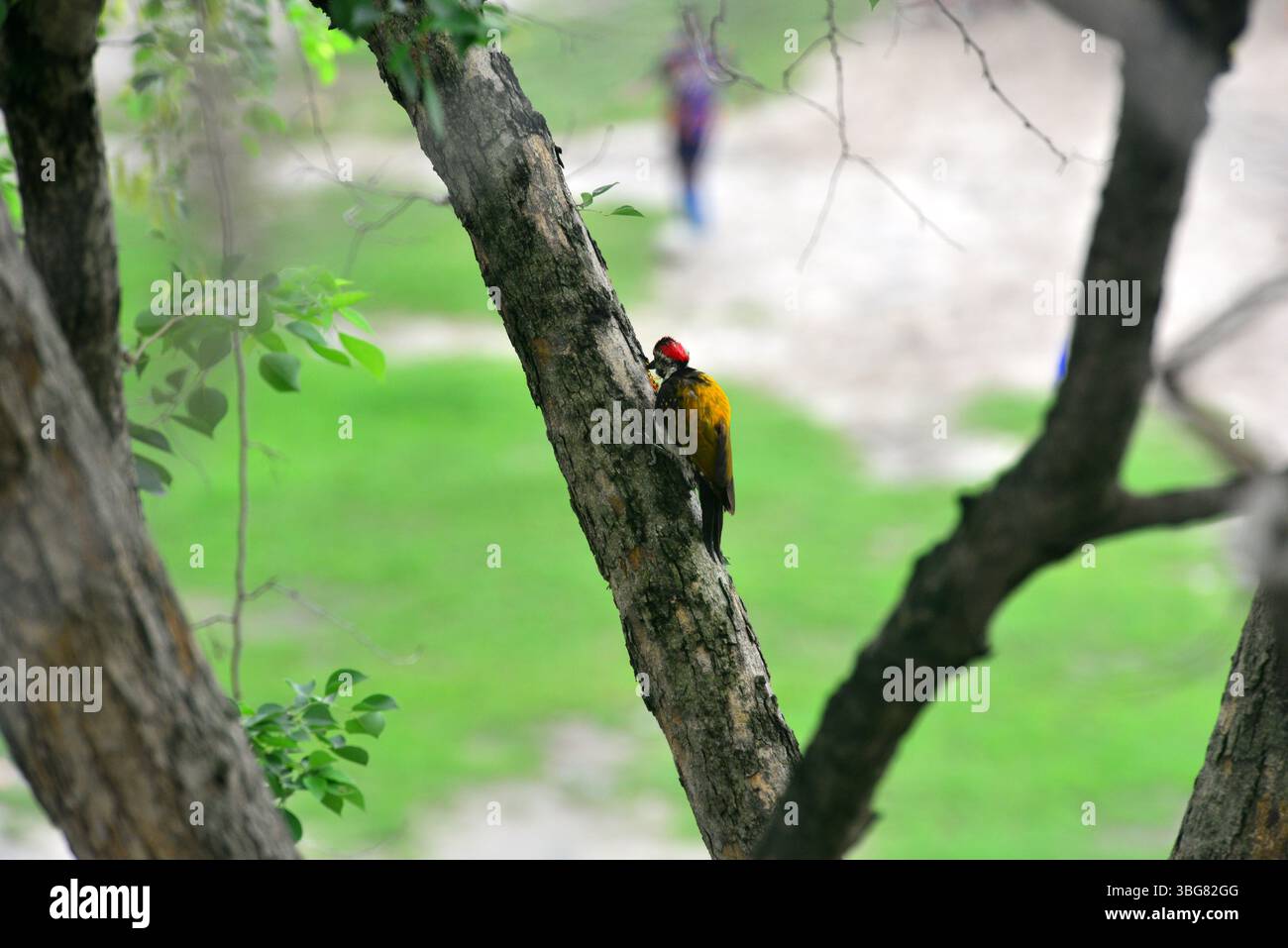 Siliguri, West Bengal, India. 4th June, 2025. A Wood Pecker bird sits ...