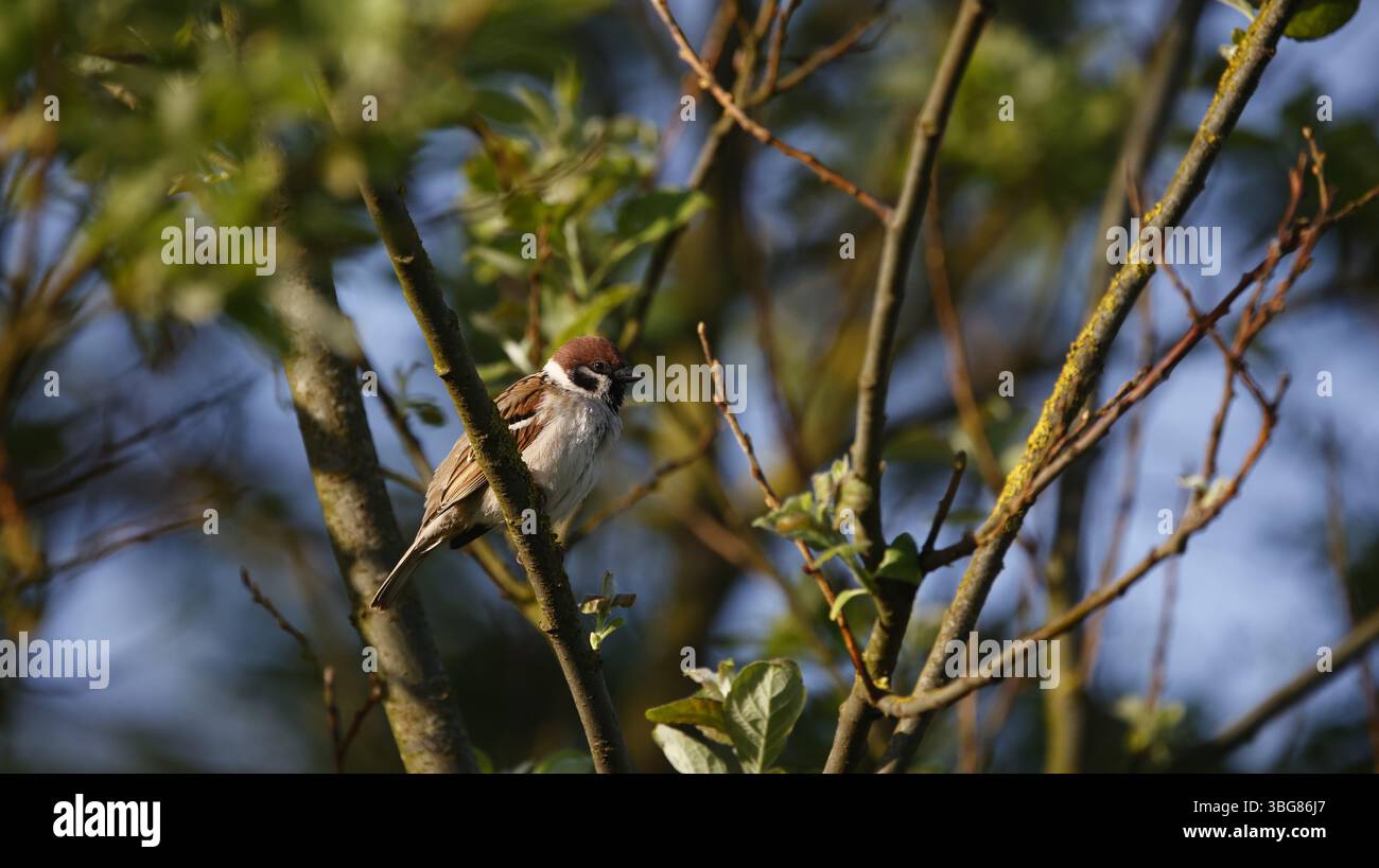 Sparrow image hi-res stock photography and images - Alamy