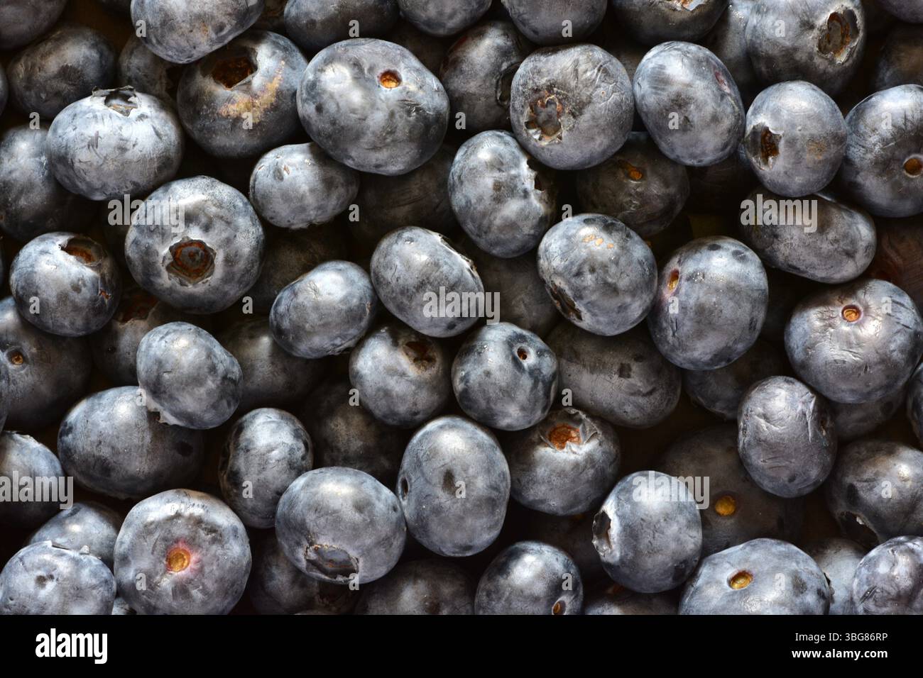 Fresh bilberries in a close-up top view, showcasing their deep blue ...