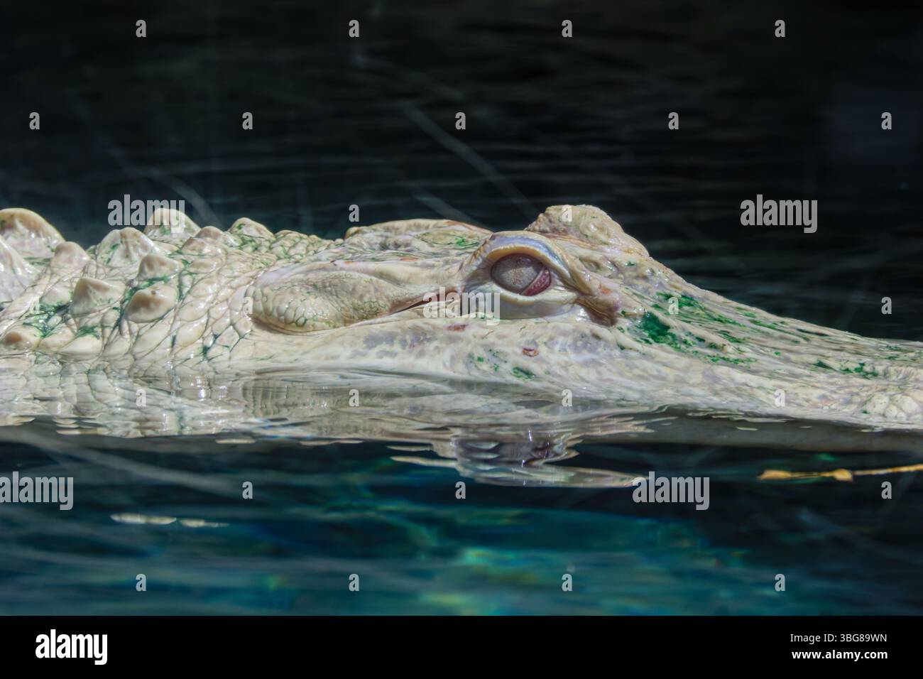 Closed up crocodiles eye hi-res stock photography and images - Alamy