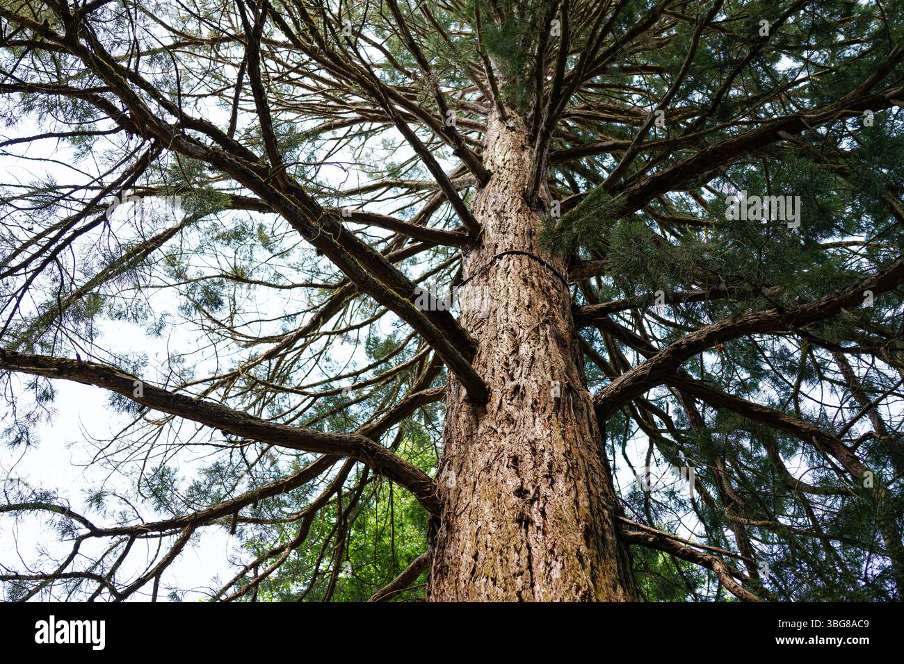 Upward view of a tall tree with sprawling branches and green foliage ...