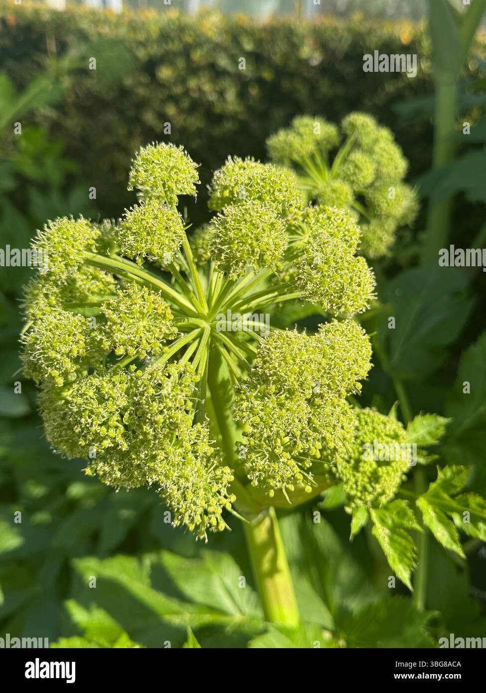 Angelica archangelica in flower, also known as garden Angelica or ...