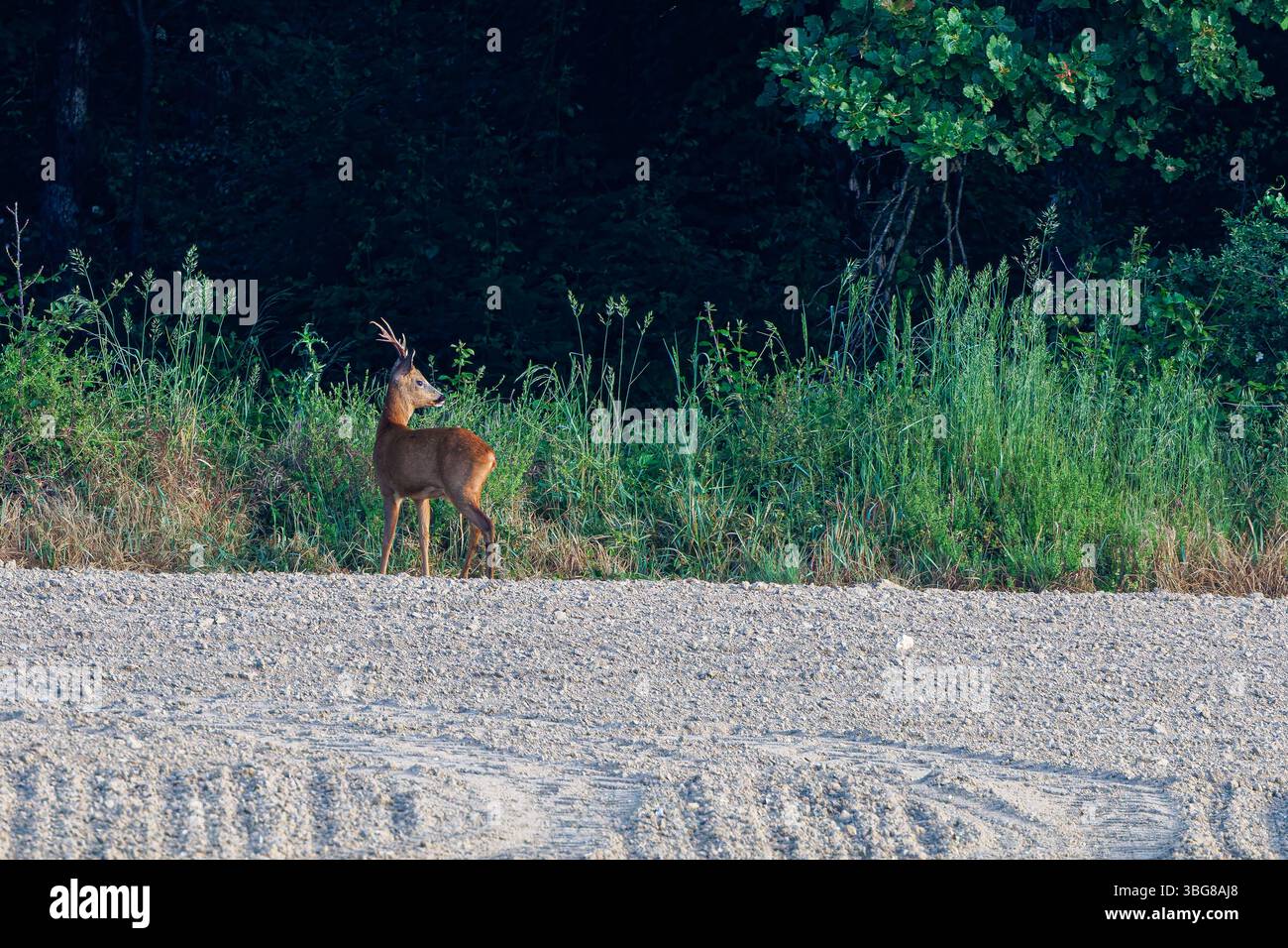 A deer or true deer is a hoofed ruminant ungulate of the family ...