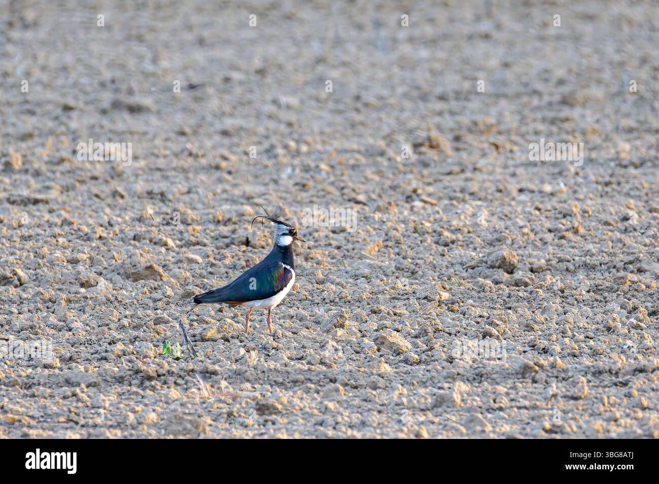 A northern lapwing standing on a barren, plowed field, showcasing its ...
