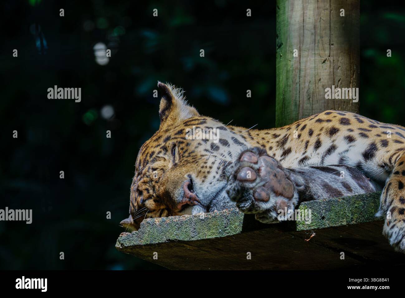 A leopard sleeping peacefully on a wooden platform in a forest setting ...