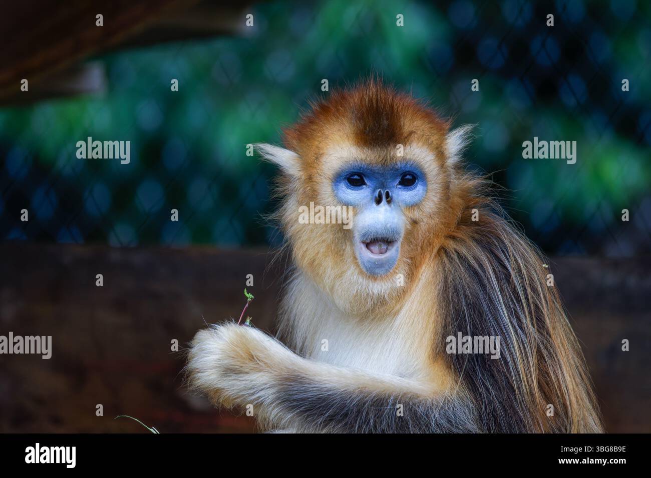 Golden snub-nosed monkey with expressive face holding a twig. The ...