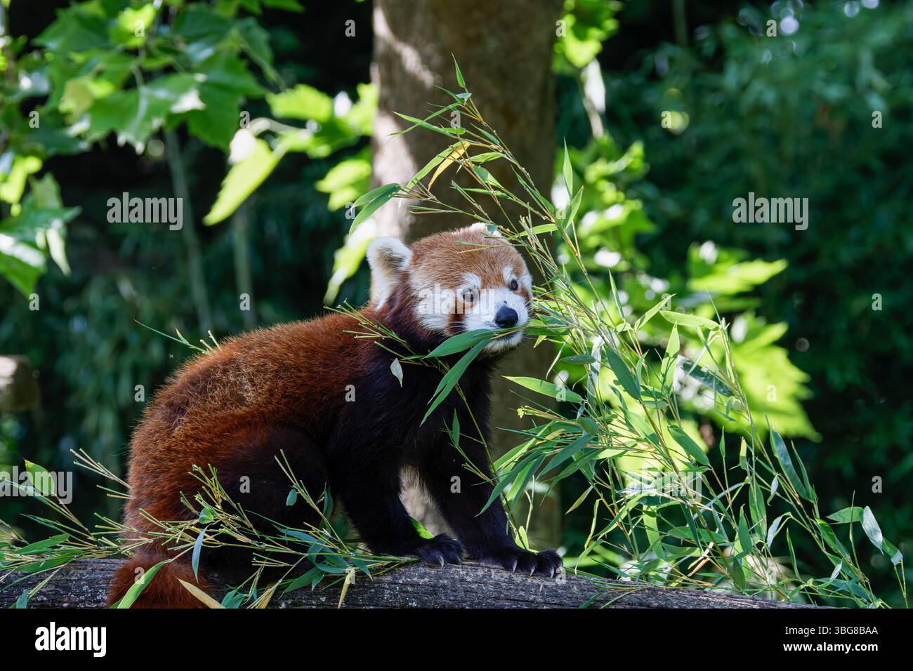 Adorable panda surrounded lush hi-res stock photography and images - Alamy