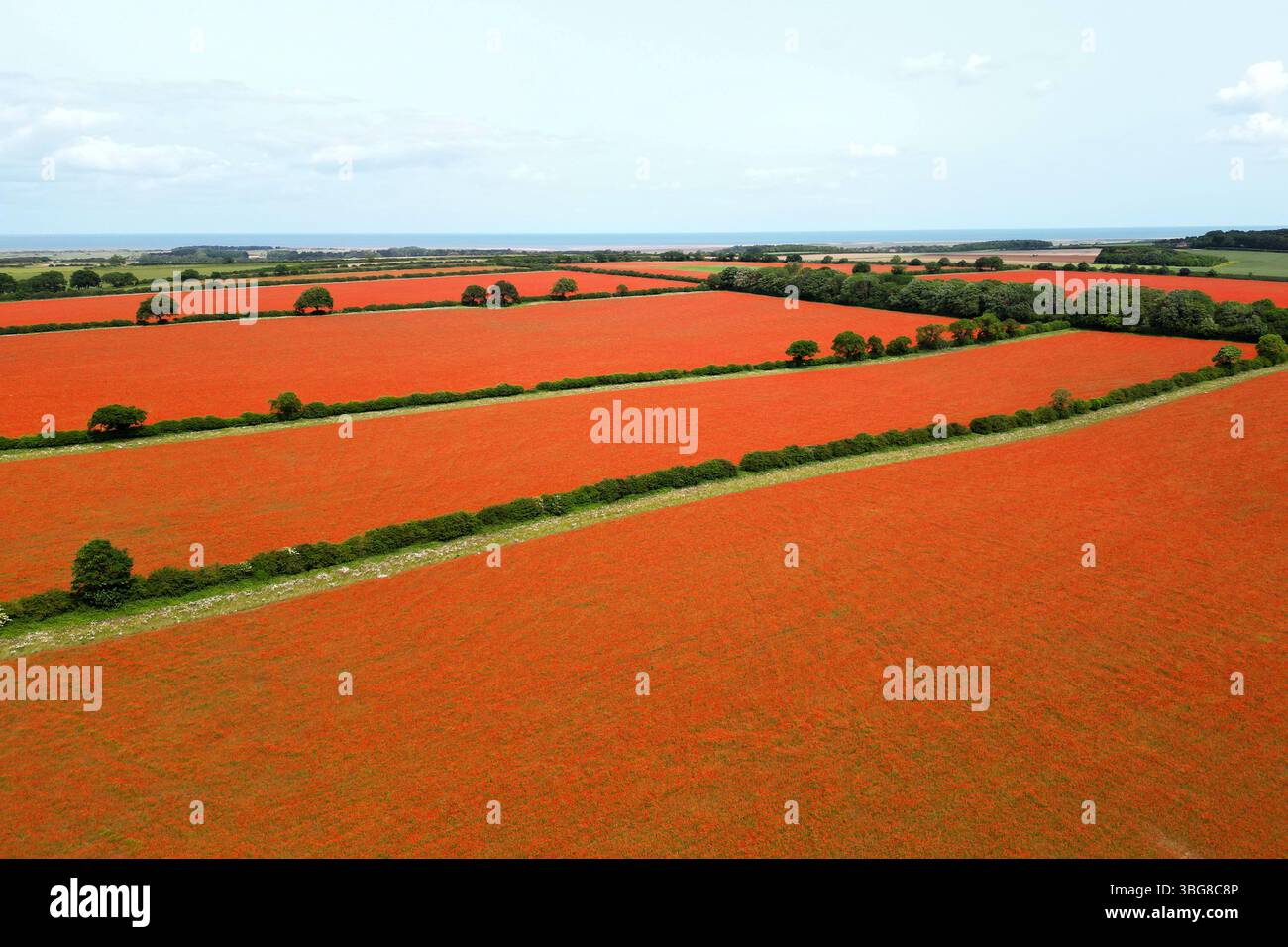 A sea of red poppies in bloom fill the landscape around Ringstead in ...
