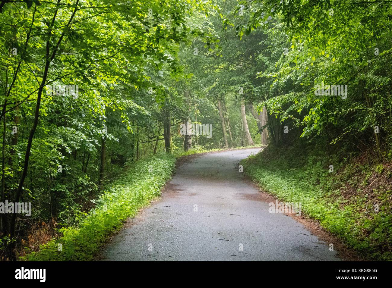 Winding through dense forest narrow hi-res stock photography and images - Alamy
