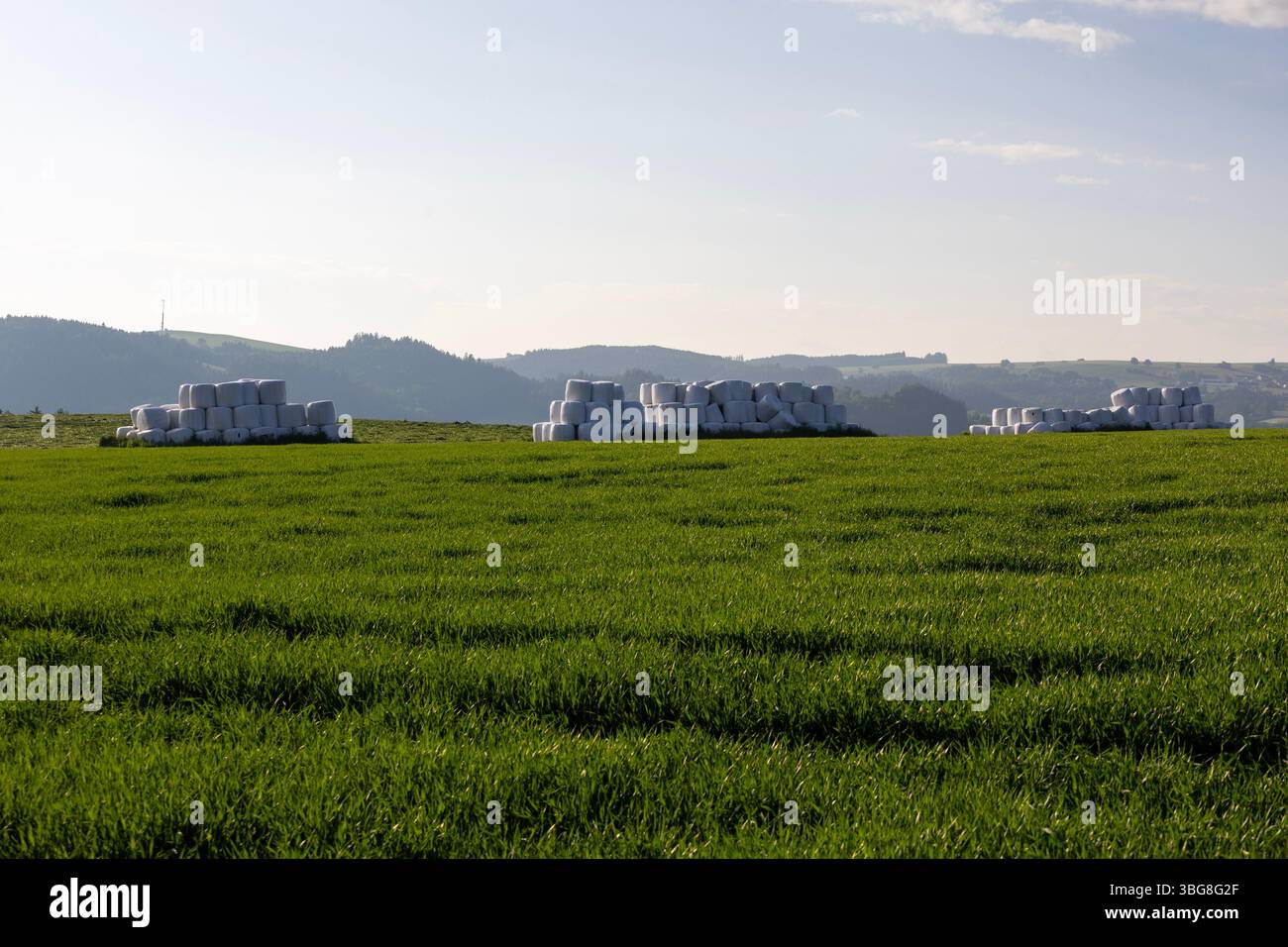 Large white bales of wrapped silage stacked in groups across a vivid ...