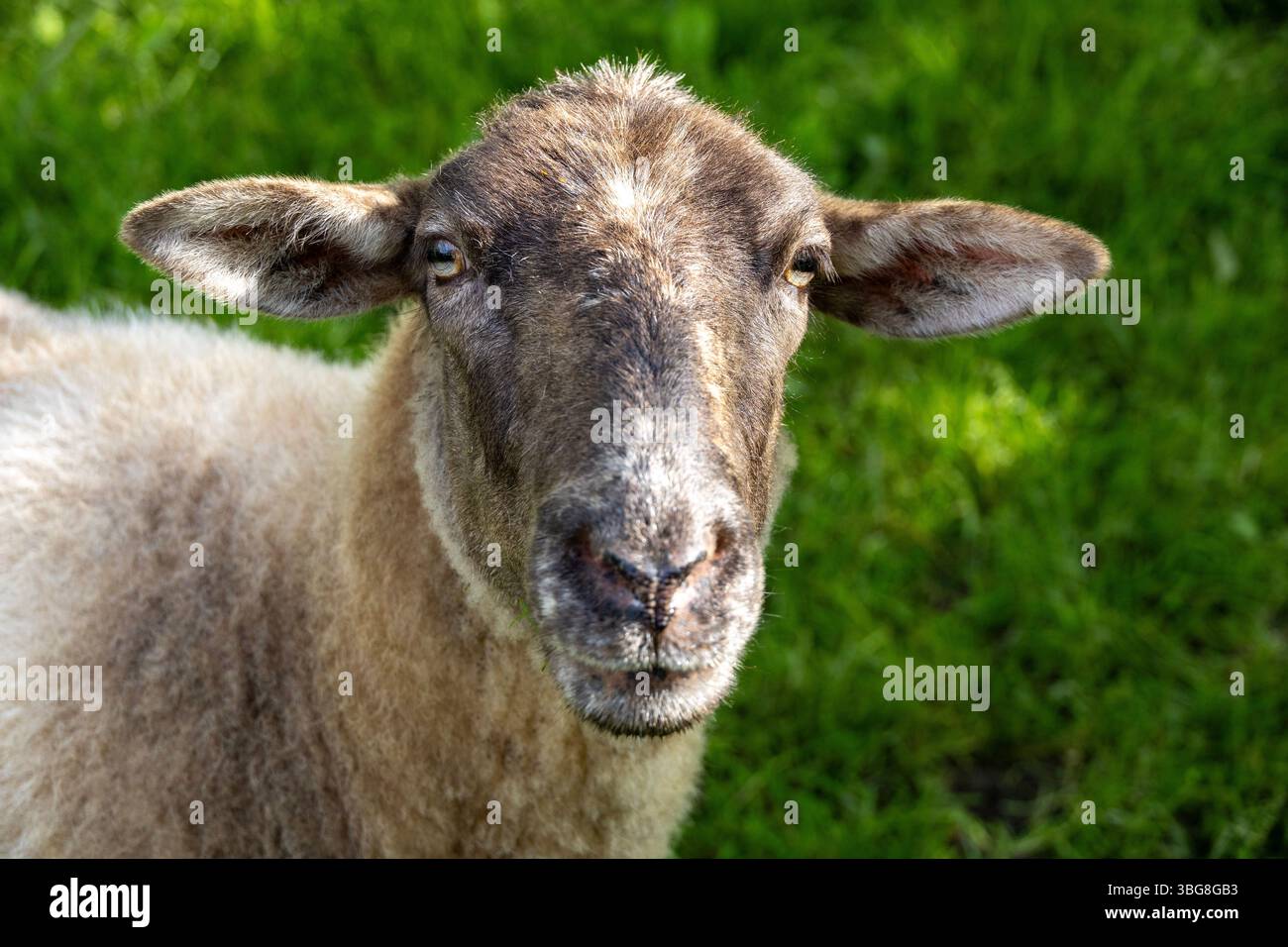 gray sheep staring straight ahead with eyes open and ears perpendicular ...