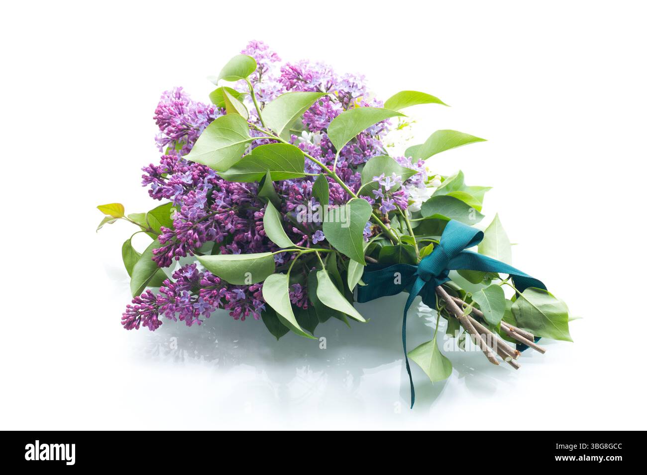 Herbaceous lilac Cut Out Stock Images & Pictures - Alamy