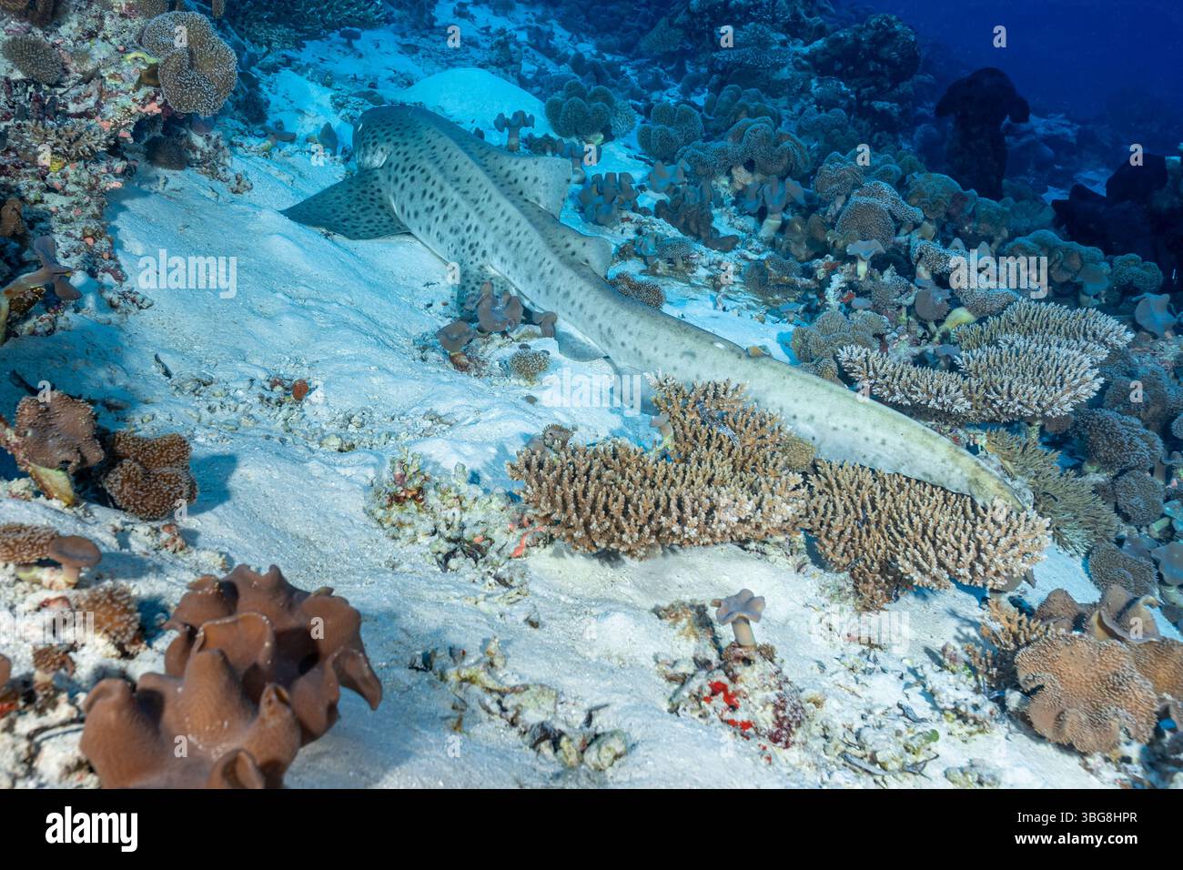 Maldives, Leopard Shark (Triakis semifasciata), Zebra shark Stock Photo ...