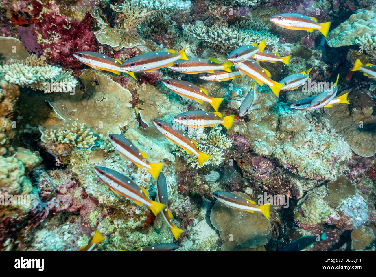 Maldives, Two-spot Snapper (Lutjanus biguttatus Stock Photo - Alamy