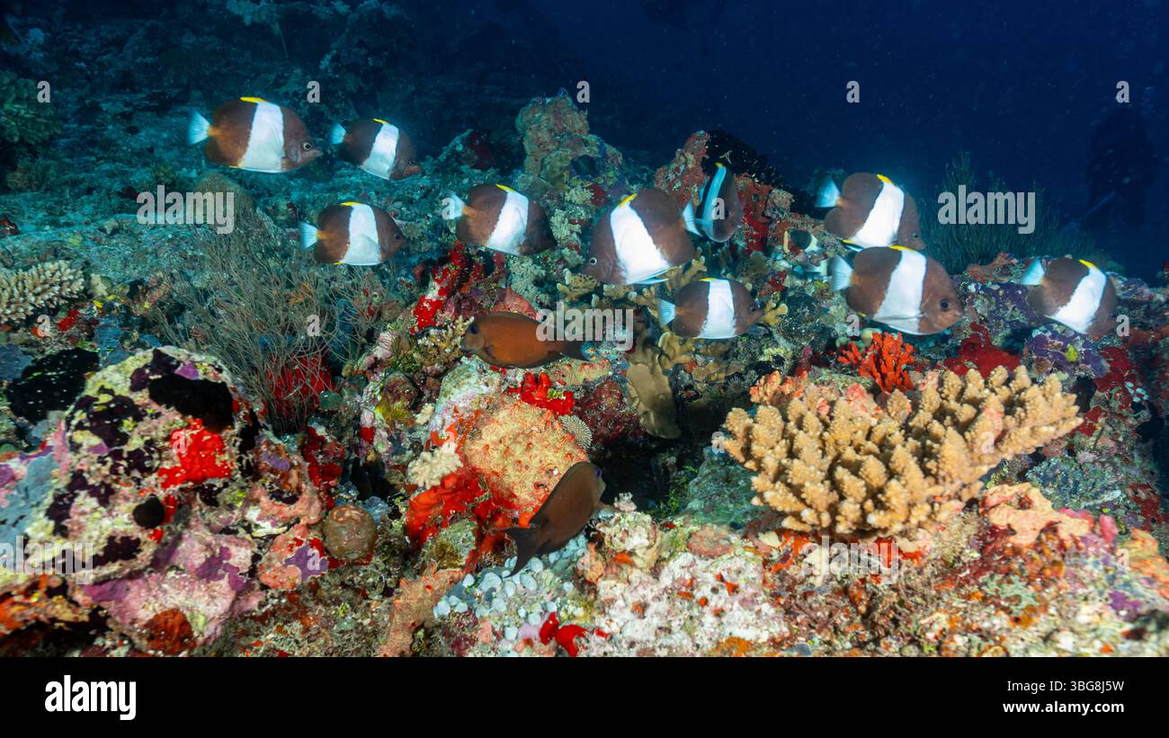 Maldives, Brown-and-White Butterflyfish (Hemitaurichthys zoster), Black ...