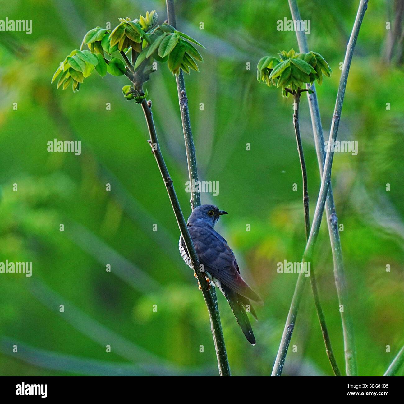 Cuckoo lake hi-res stock photography and images - Alamy