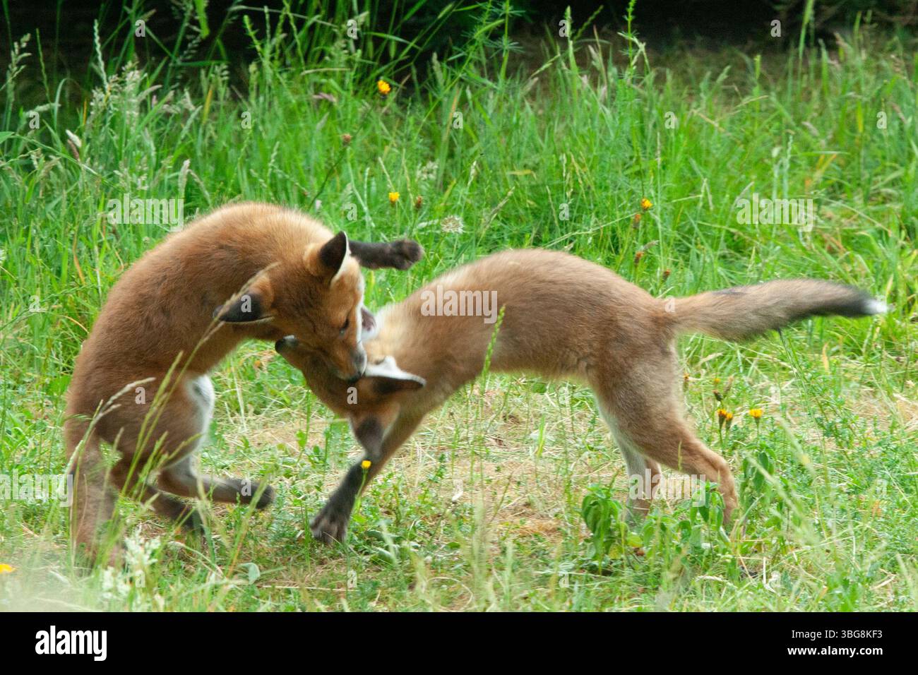 UK weather, 4 June 2025: As bands of rain showers cross southern ...