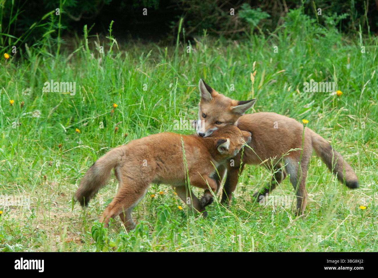 UK weather, 4 June 2025: As bands of rain showers cross southern ...