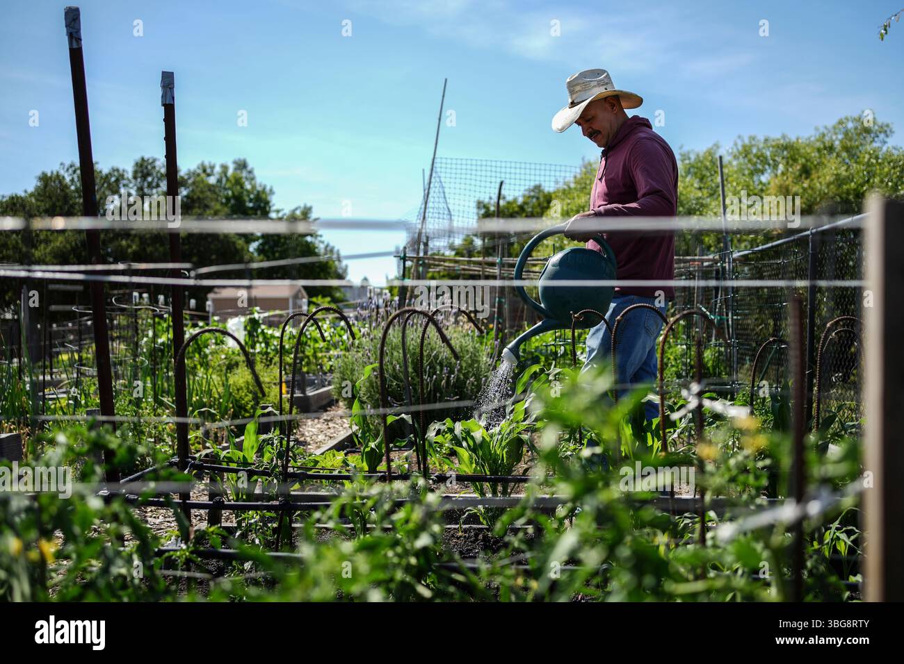 Carlos Rubio waters his plants at the community garden adjacent to the ...