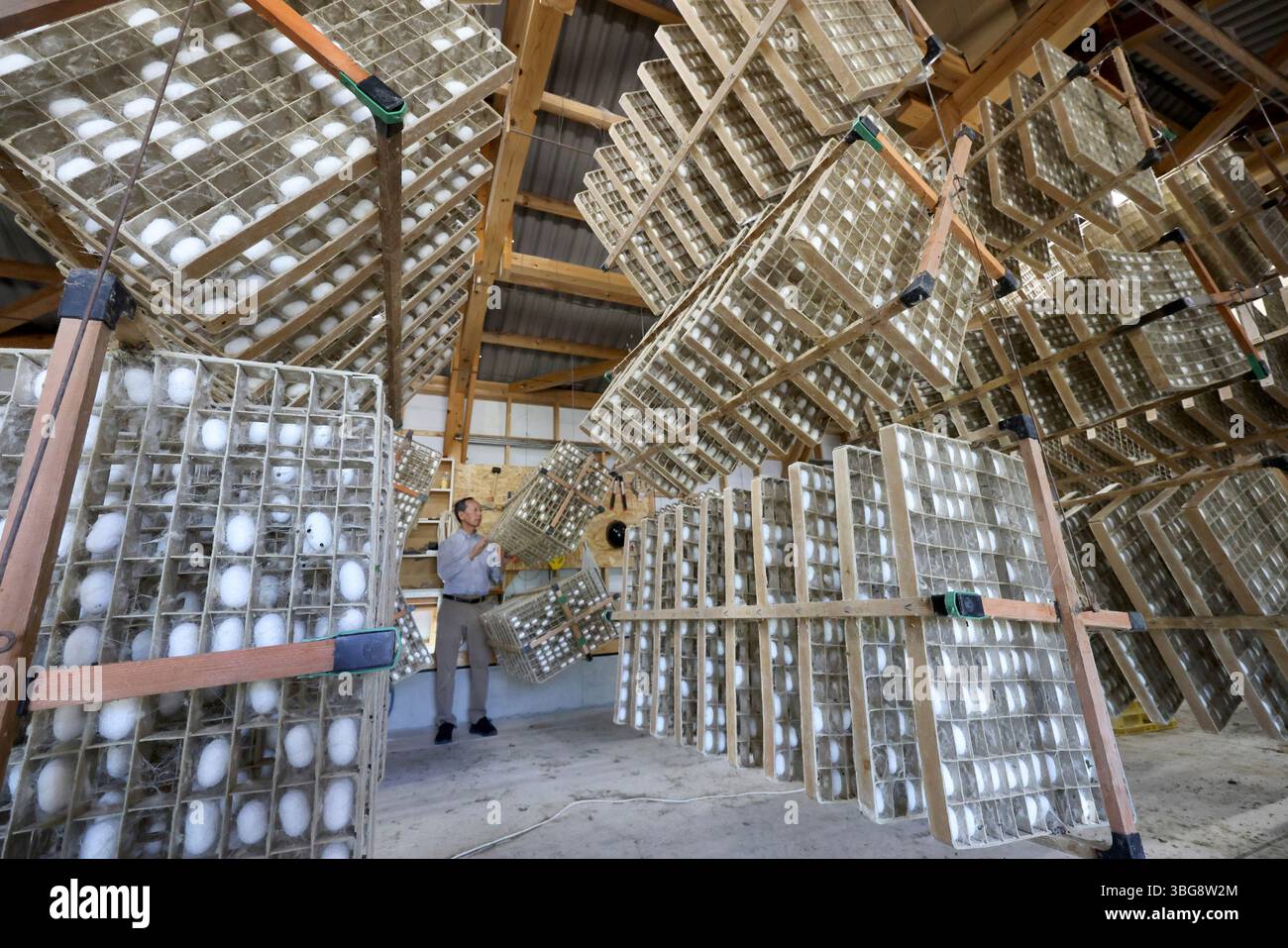 Silkworm cocoon making for silk production is at the peak at a factory ...