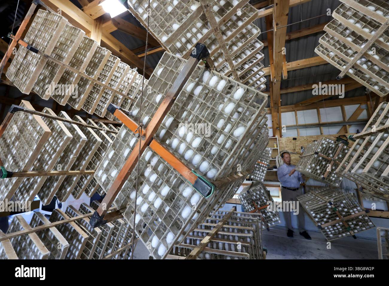 Silkworm cocoon making for silk production is at the peak at a factory ...