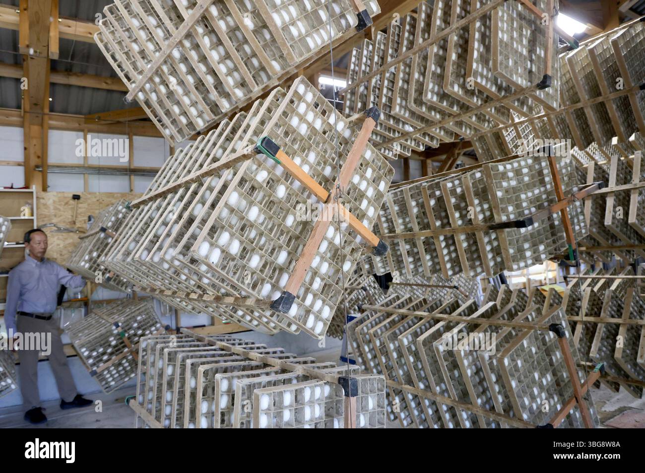 Silkworm cocoon making for silk production is at the peak at a factory ...