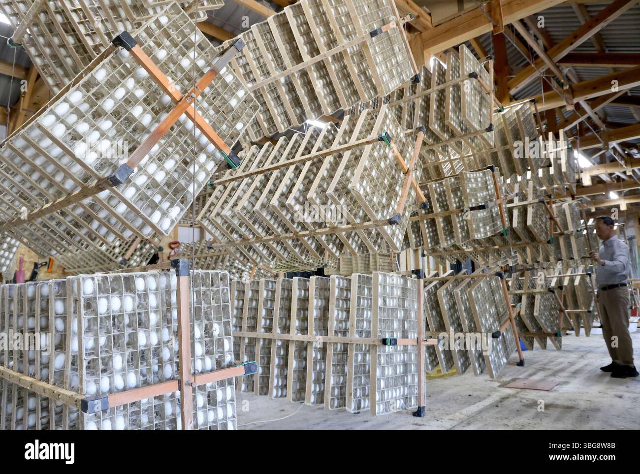 Silkworm cocoon making for silk production is at the peak at a factory ...