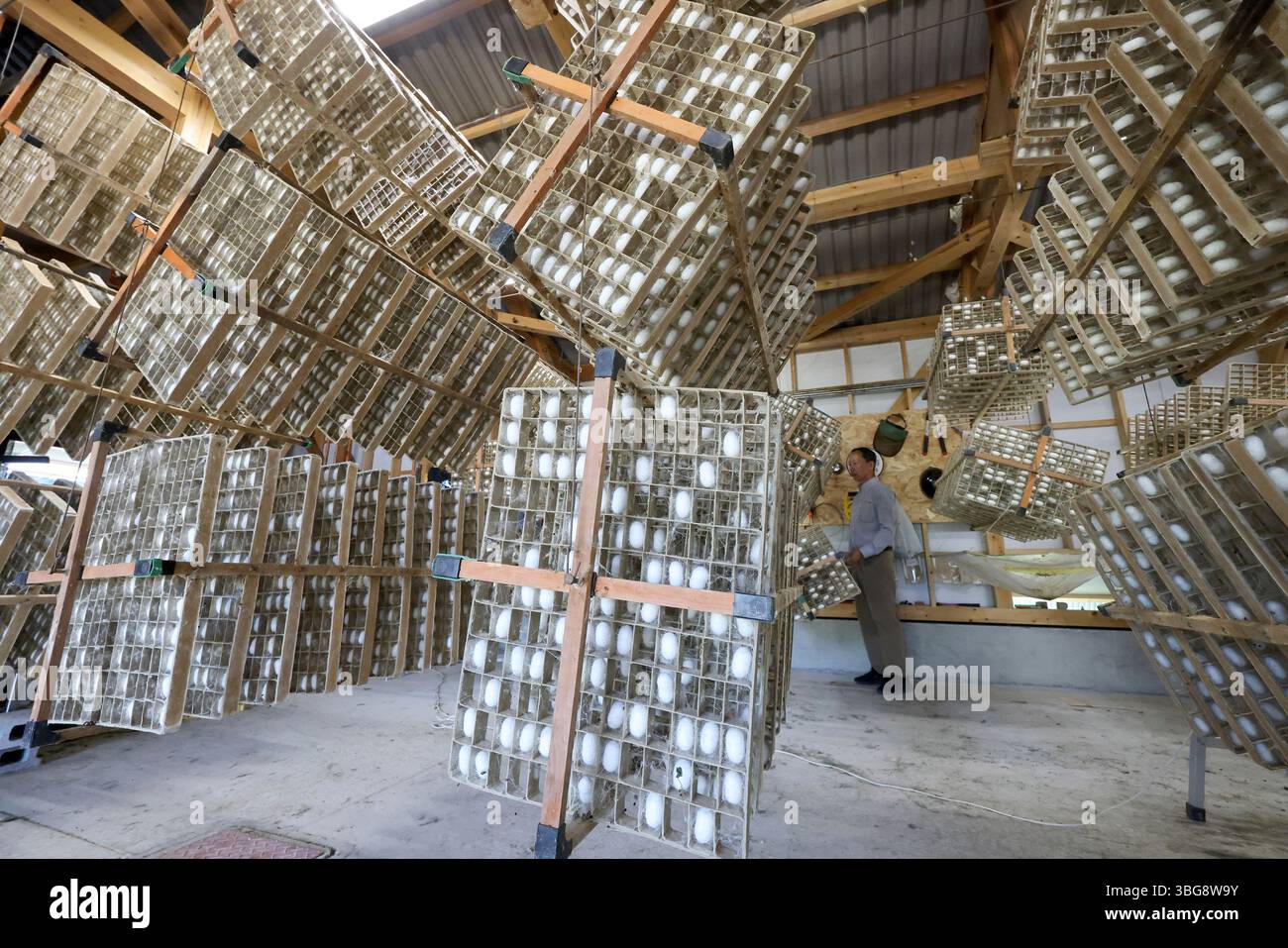 Silkworm cocoon making for silk production is at the peak at a factory ...