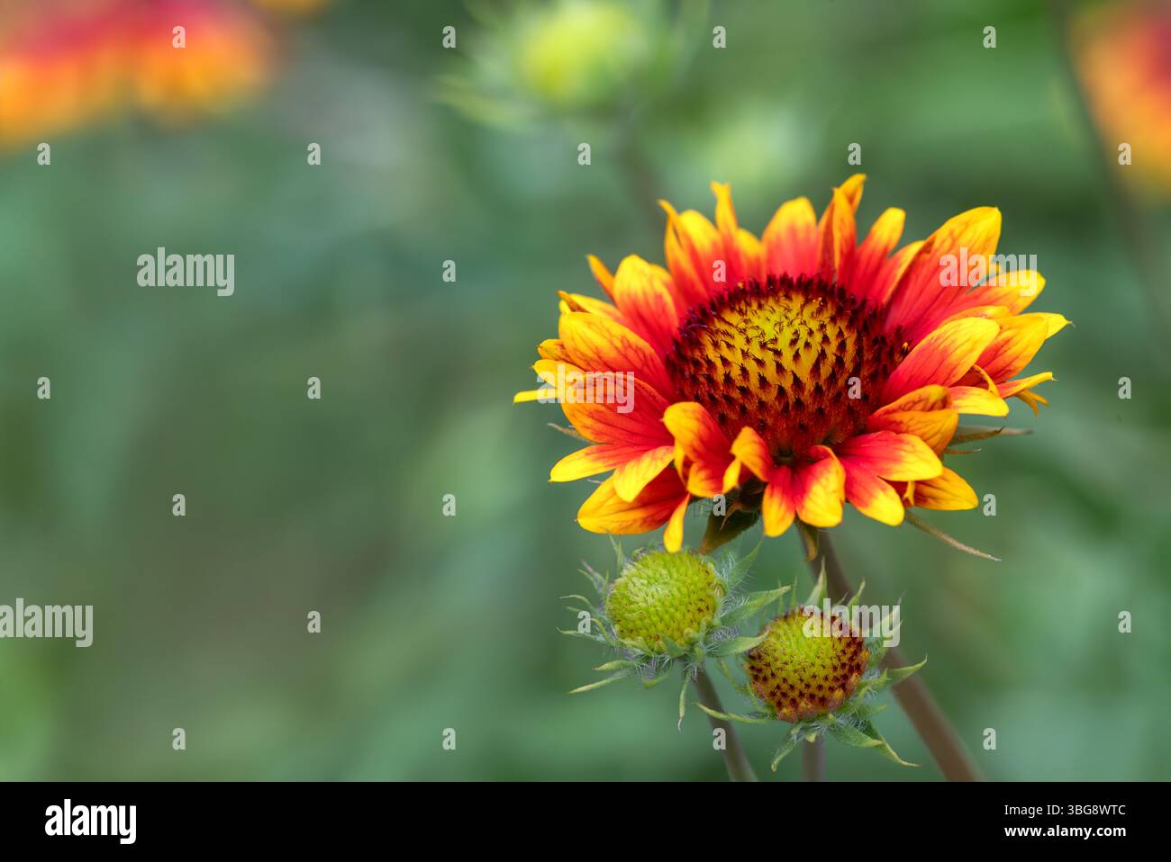 Striking wildflower variety hi-res stock photography and images - Alamy