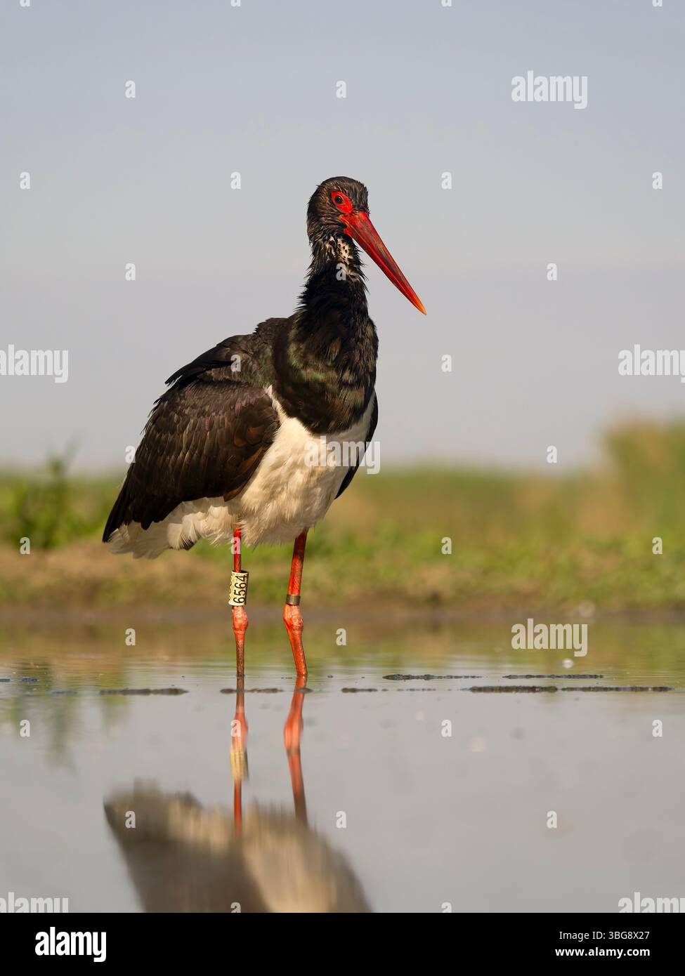 Black stork, Ciconia nigra, Single bird in water, Hungary, May 2025 ...