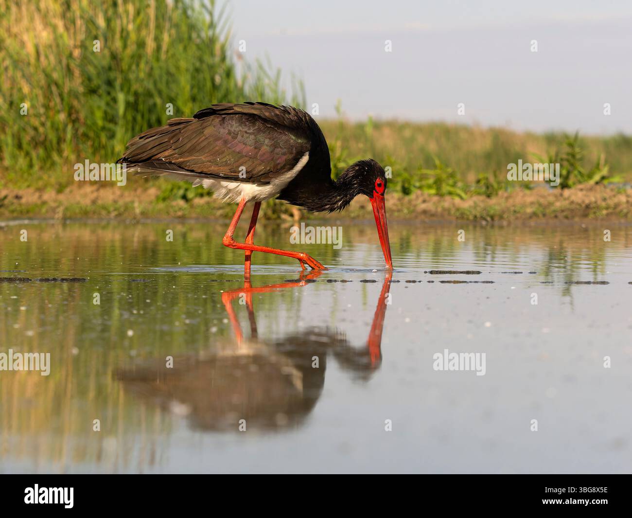 Black stork, Ciconia nigra, Single bird in water, Hungary, May 2025 ...