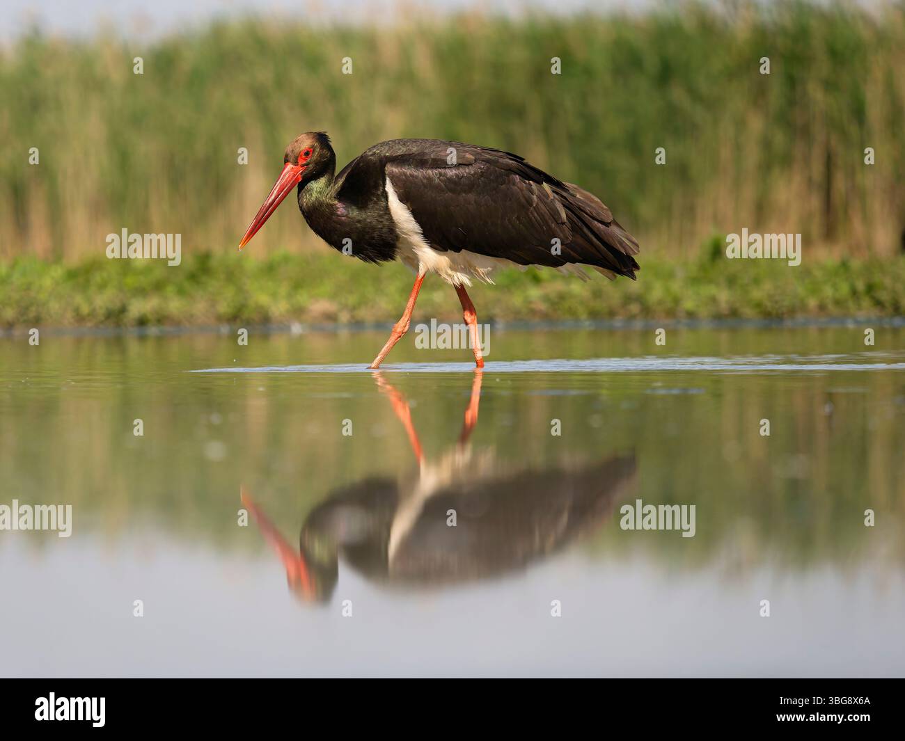 Black stork, Ciconia nigra, Single bird in water, Hungary, May 2025 ...