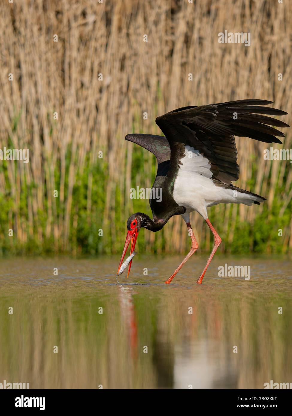 Black stork, Ciconia nigra, Single bird in water with fish, Hungary ...