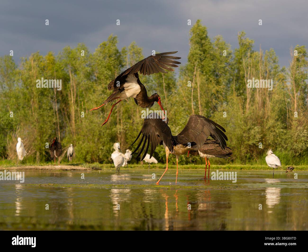 Black stork, Ciconia nigra, Two birds in water fighting, Hungary, May ...
