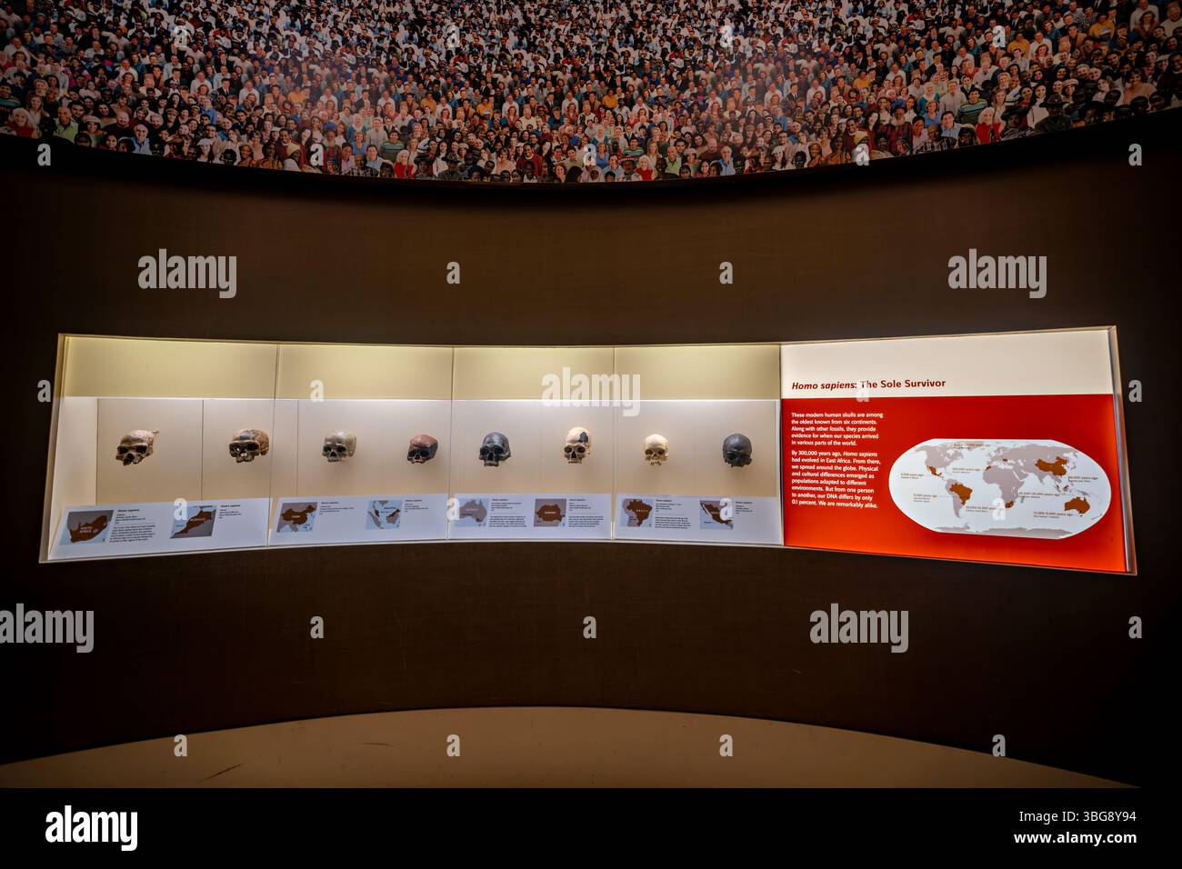 Human evolution timeline hi-res stock photography and images - Alamy