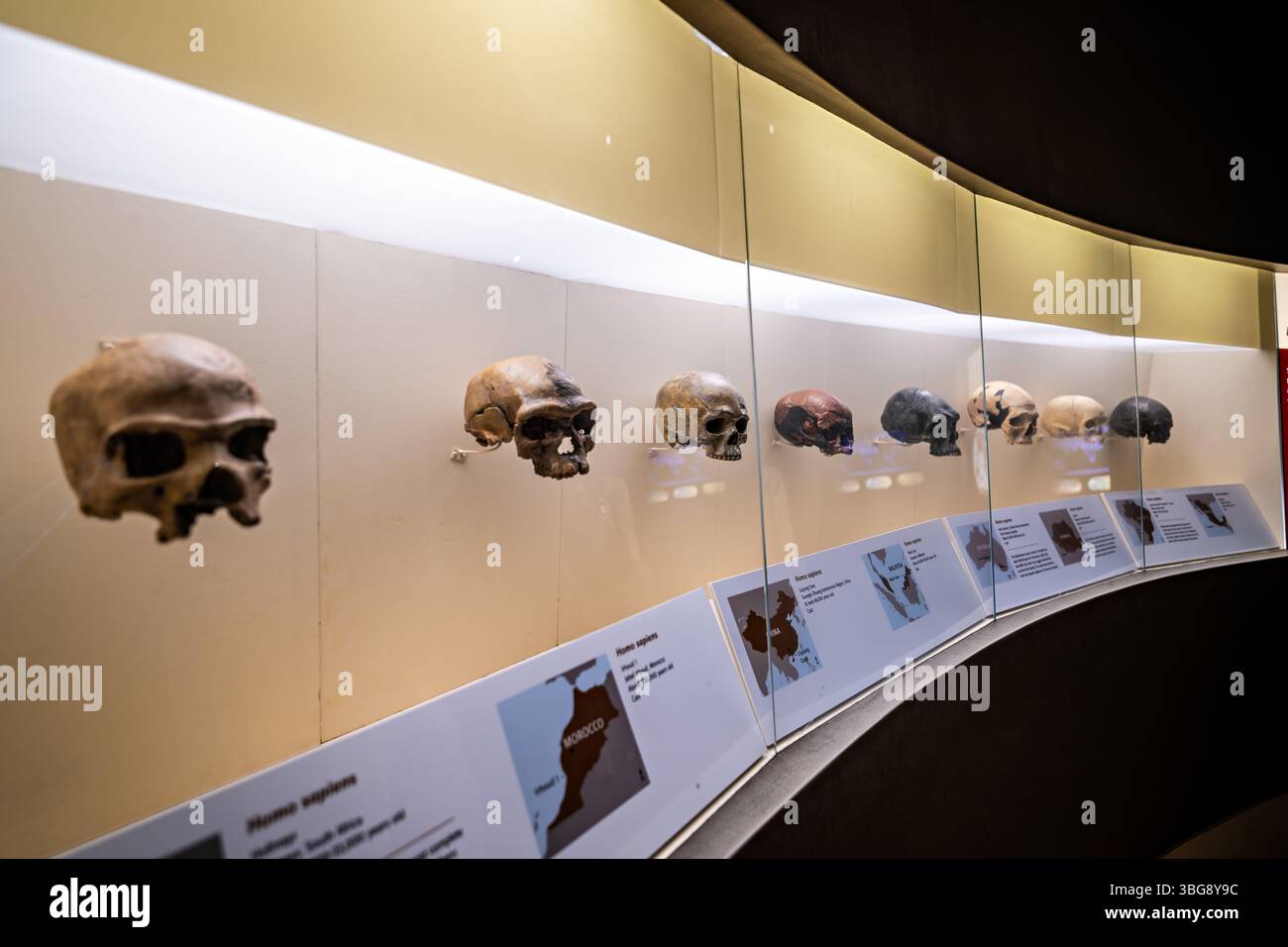 Global migration of homo sapiens hi-res stock photography and images ...